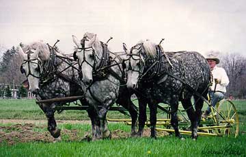 The Percheron - Hay Farm