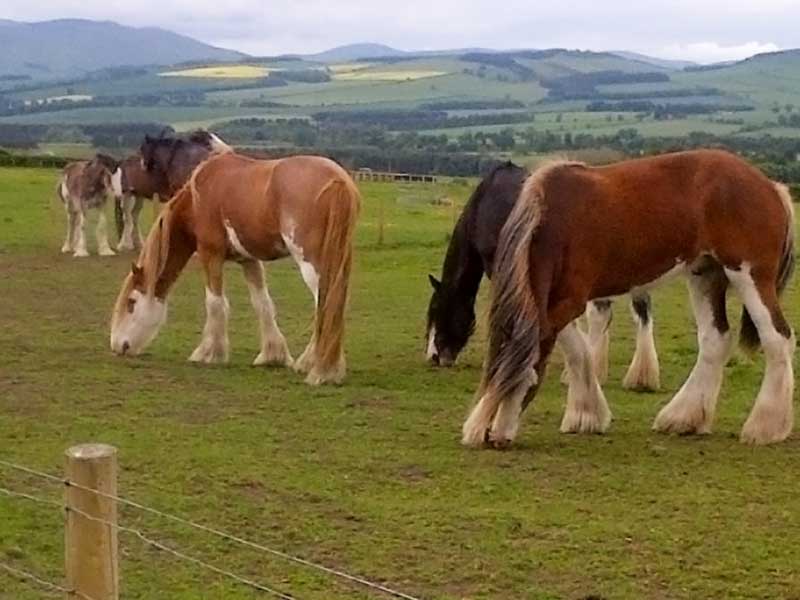The Heavy Horse Breeds at Hay Farm Heavy Horse Centre