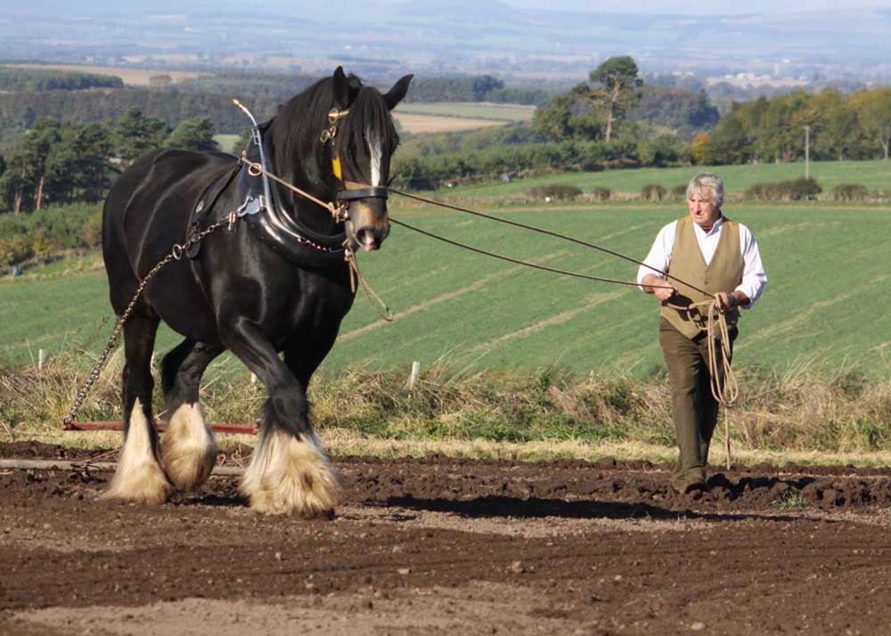 Filming Location Hire - Hay Farm Heavy Horse Centre