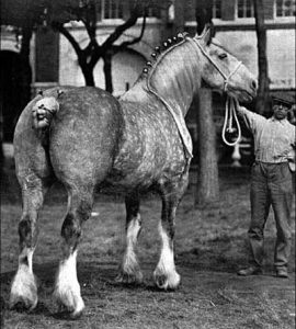 The Percheron - Hay Farm