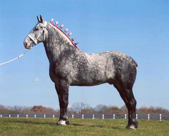 The Heavy Horse Breeds at Hay Farm Heavy Horse Centre