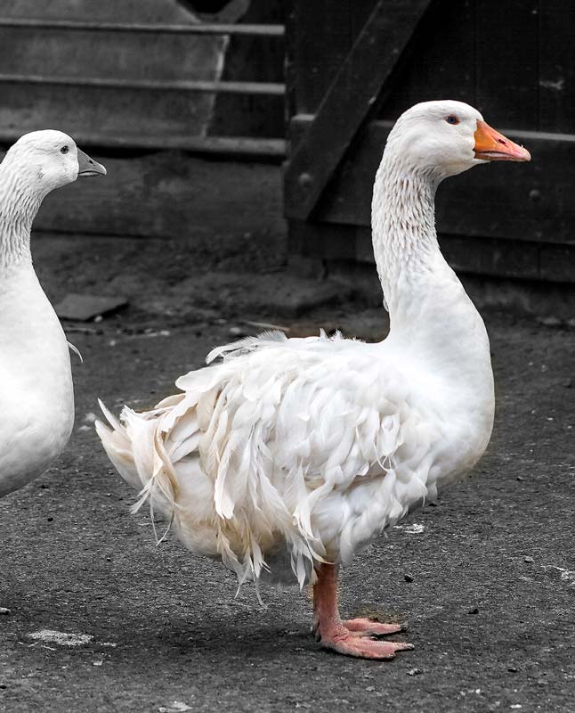 Visit our rare breed heavy horses, ducks, Geese, & Pigs.